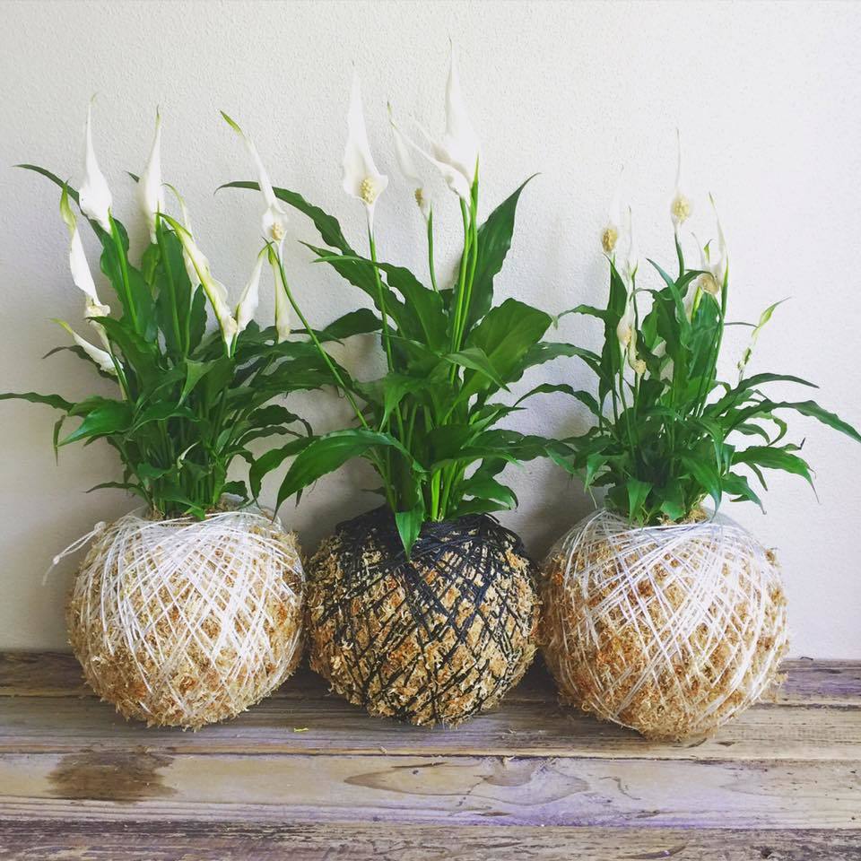 11 Inspirasi Tanaman Hias Mini untuk Meja Kerja, Usir Galau dan Bikin ...