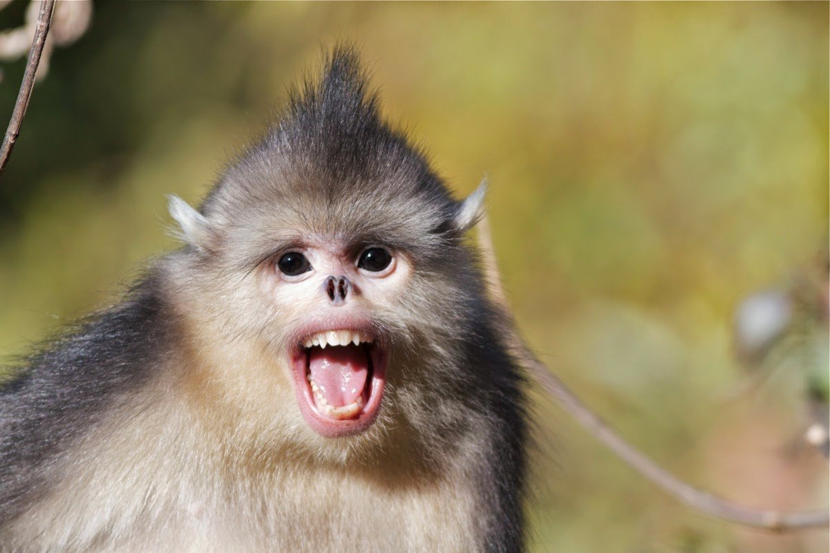 Menakjubkan! Bumi Emang Simpan Sejuta Misteri, 11 Hewan yang Jarang ...