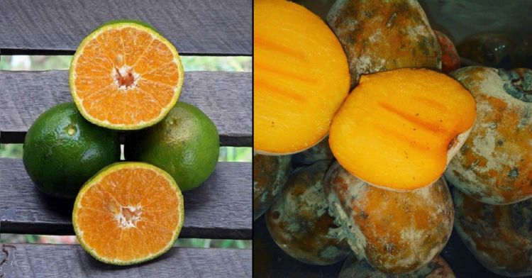 Kalender Musim Buah di Indonesia, Berbagai Jadwal Panen Buah