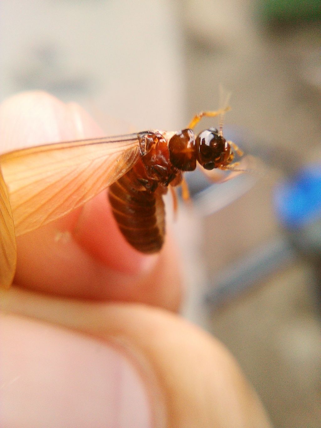 10 Fakta Soal Hidup Laron yang Ternyata Tragis. Umurnya Cuma Satu Malam ...