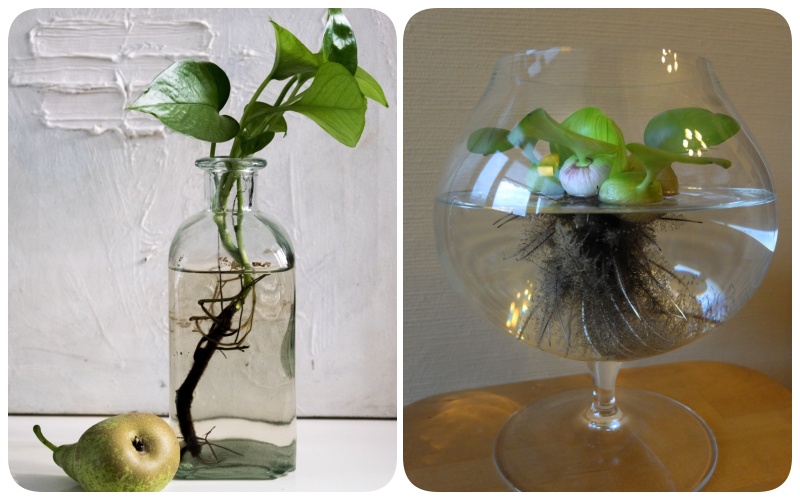 11 Tanaman Hias Bunga dengan Media Air