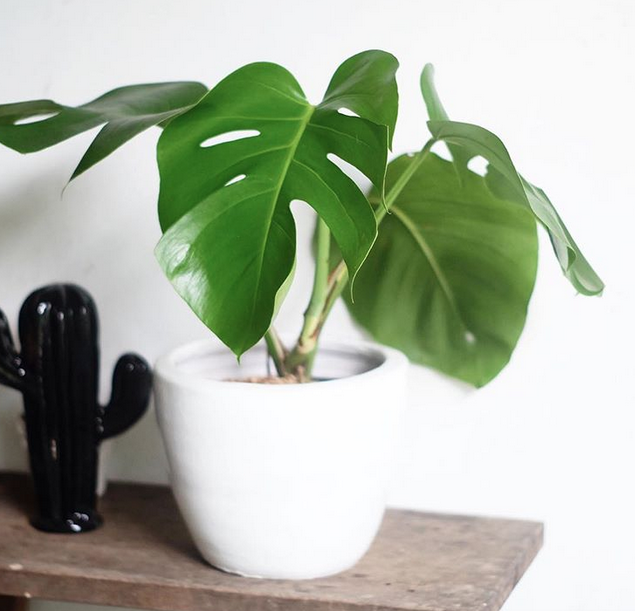 5 Tanaman Hias yang Bisa Dipajang di Kafe Kekinian. Bikin Segar dan ...