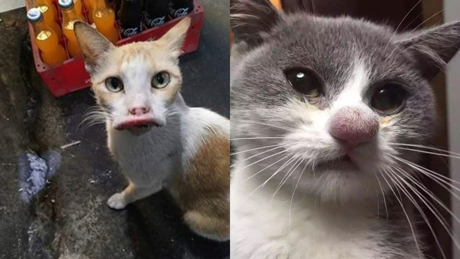 10 Potret Ngilu Kucing Disengat Lebah. Masih Gemesin sih, Tapi Kasihan ...