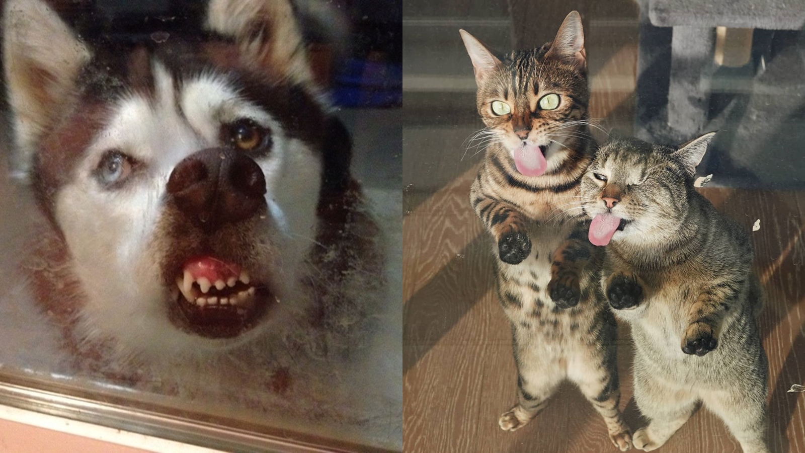 10 Kelakuan Kocak Hewan yang Melet-Melet di Kaca. Jadi Mengingatkan ...