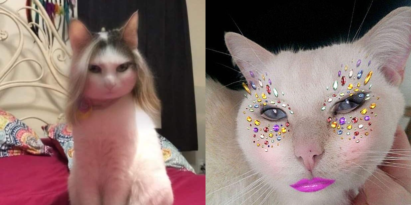 Deretan Potret Lucu Kucing Pakai Filter Snapchat. Makin Gemes sama ...