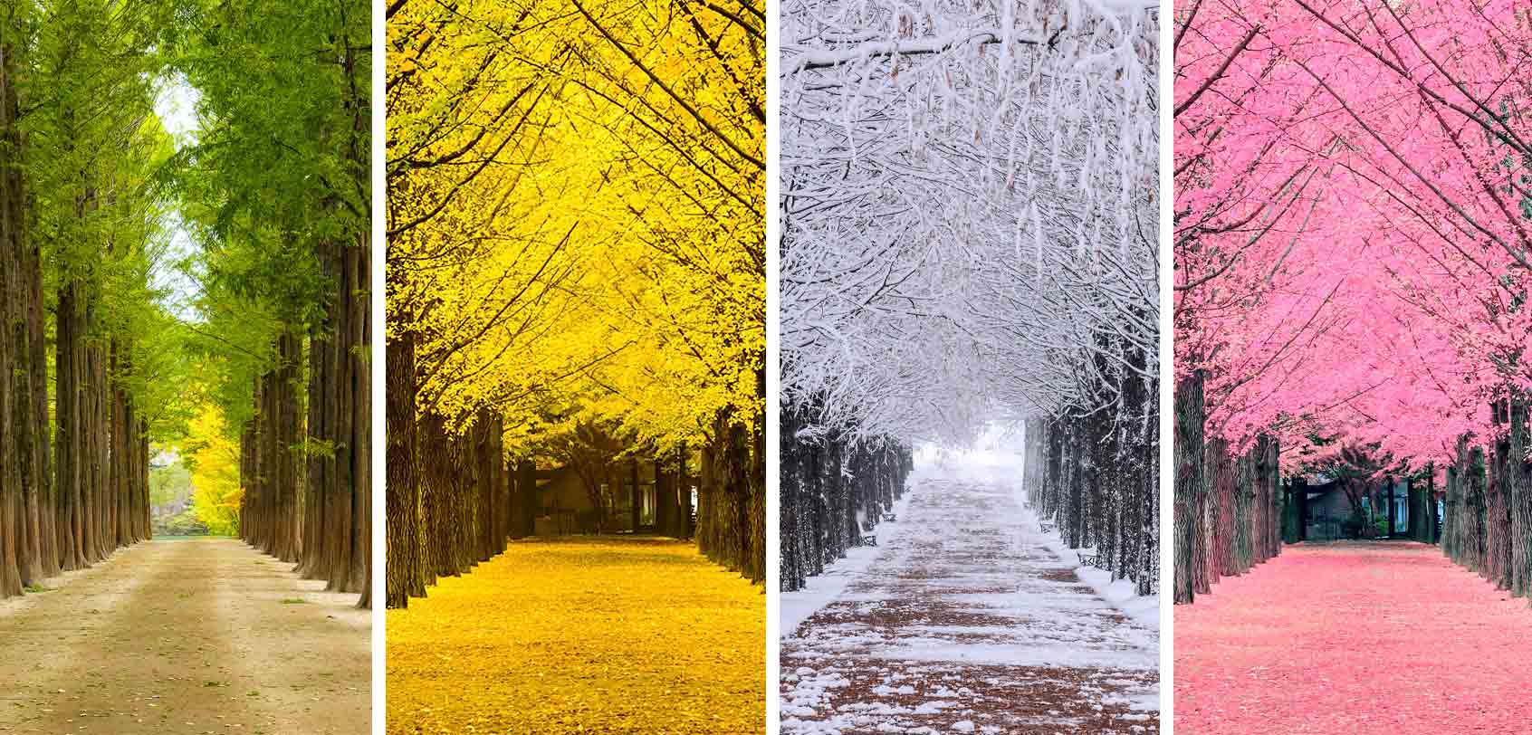 9 Alasan Kenapa Kamu Harus Liburan ke Nami Island, Korea Selatan. Yuk ...