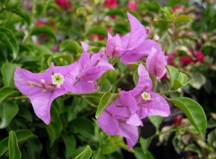 12 Varietas Bunga Bugenvil yang Berwarna Cerah & Rimbun