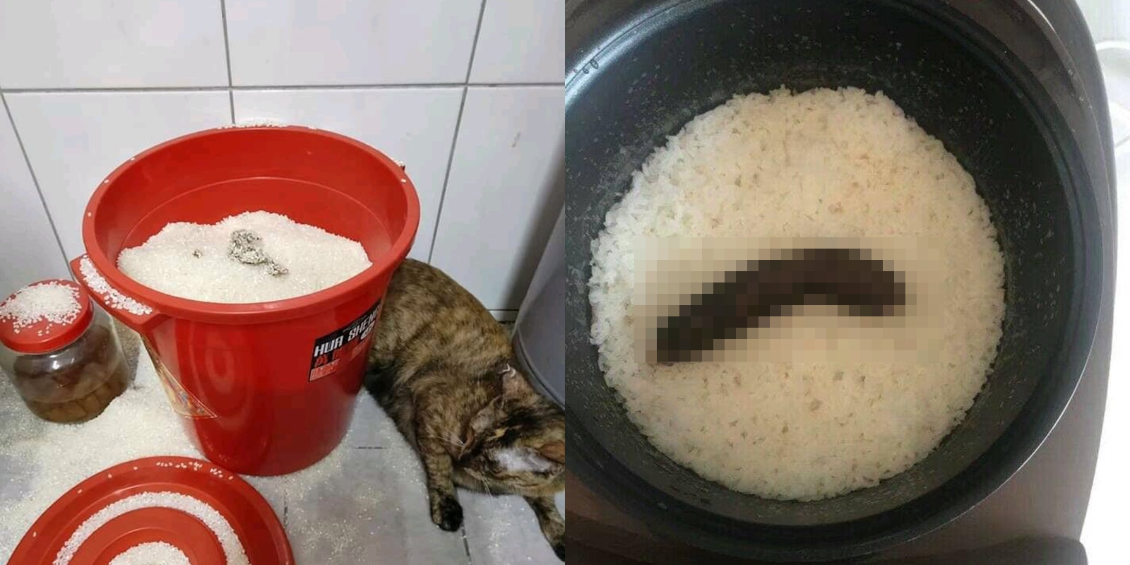 Menakar Seberapa Sayang Kamu sama Kucingmu Saat Ia Poop Sembarangan ...