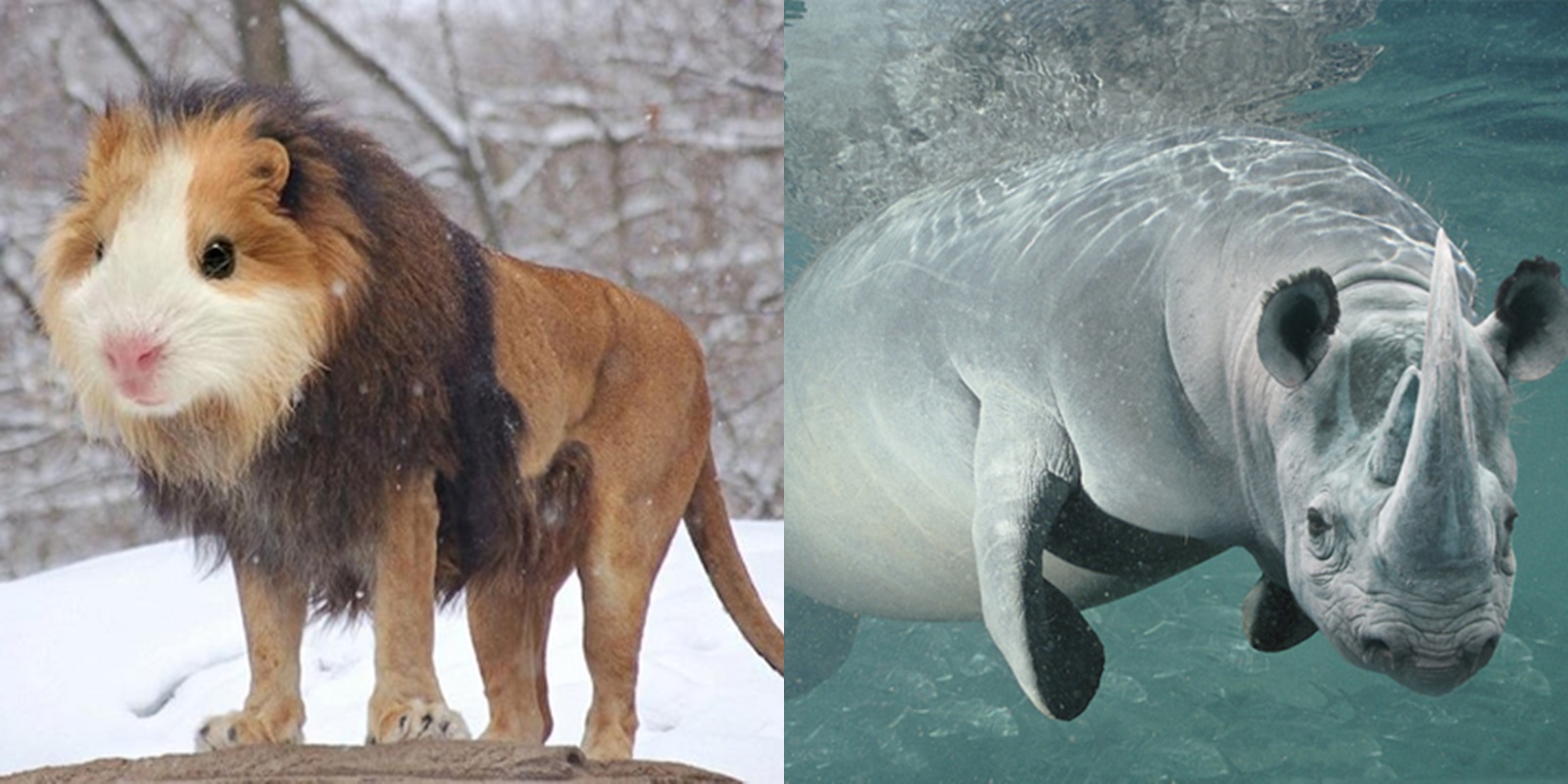 Potret 2 Jenis Hewan Berbeda Jika Digabungkan Jadi Satu. Imajinasi Liar ...