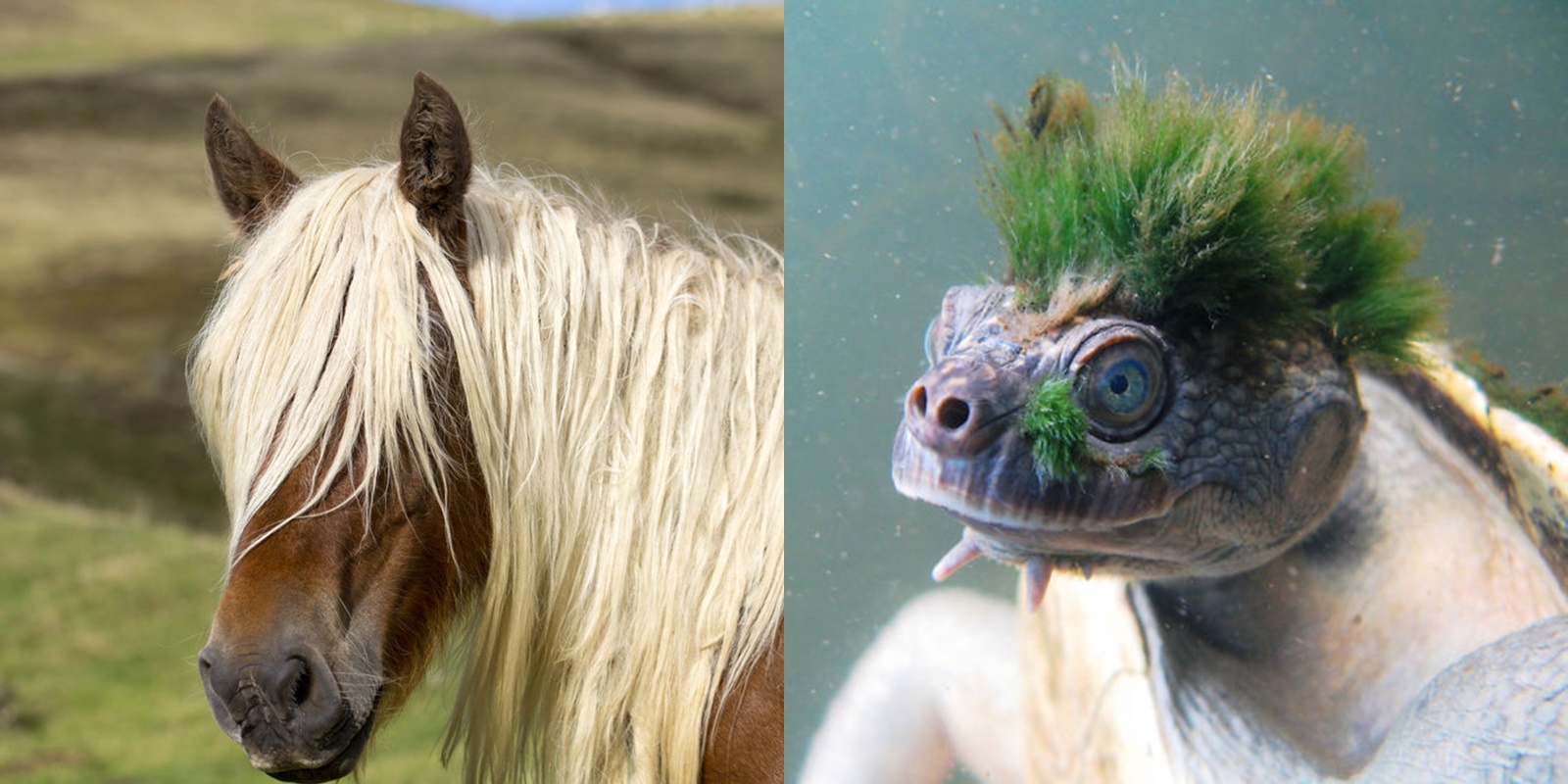 12 Hewan dengan Potongan Rambut Edgy. Bisa Cakep Gitu, Jadi Kelihatan ...