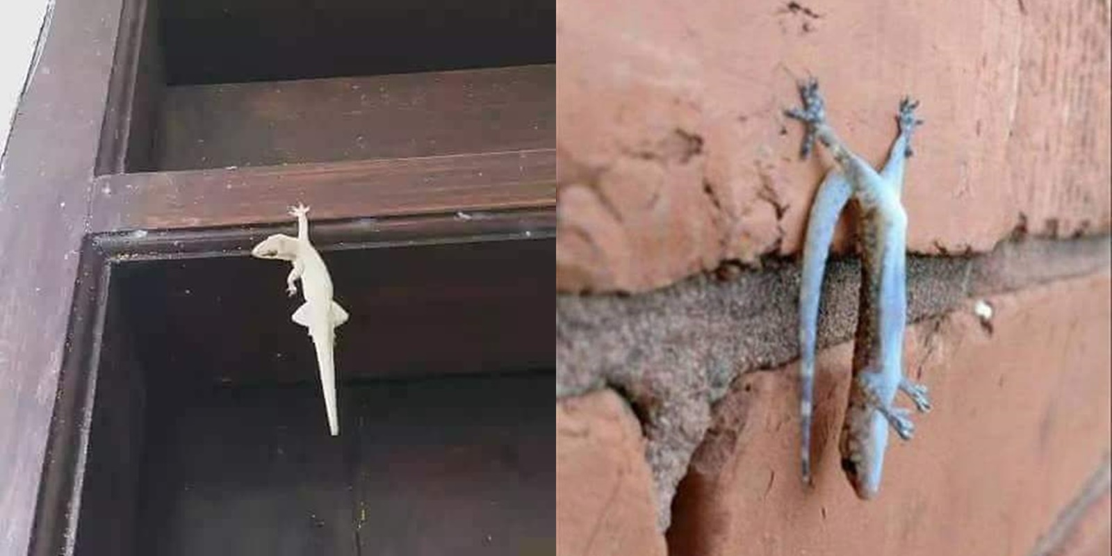 11 Potret Langka Cicak Akrobat Bak Pemain Sirkus. Nempel Tembok doang ...