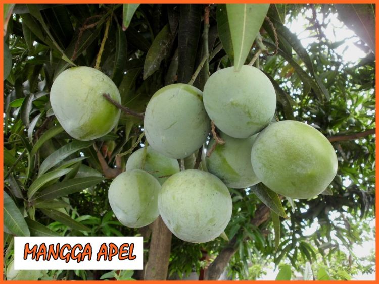 9 Jenis Mangga di Indonesia yang Ada di Pasaran