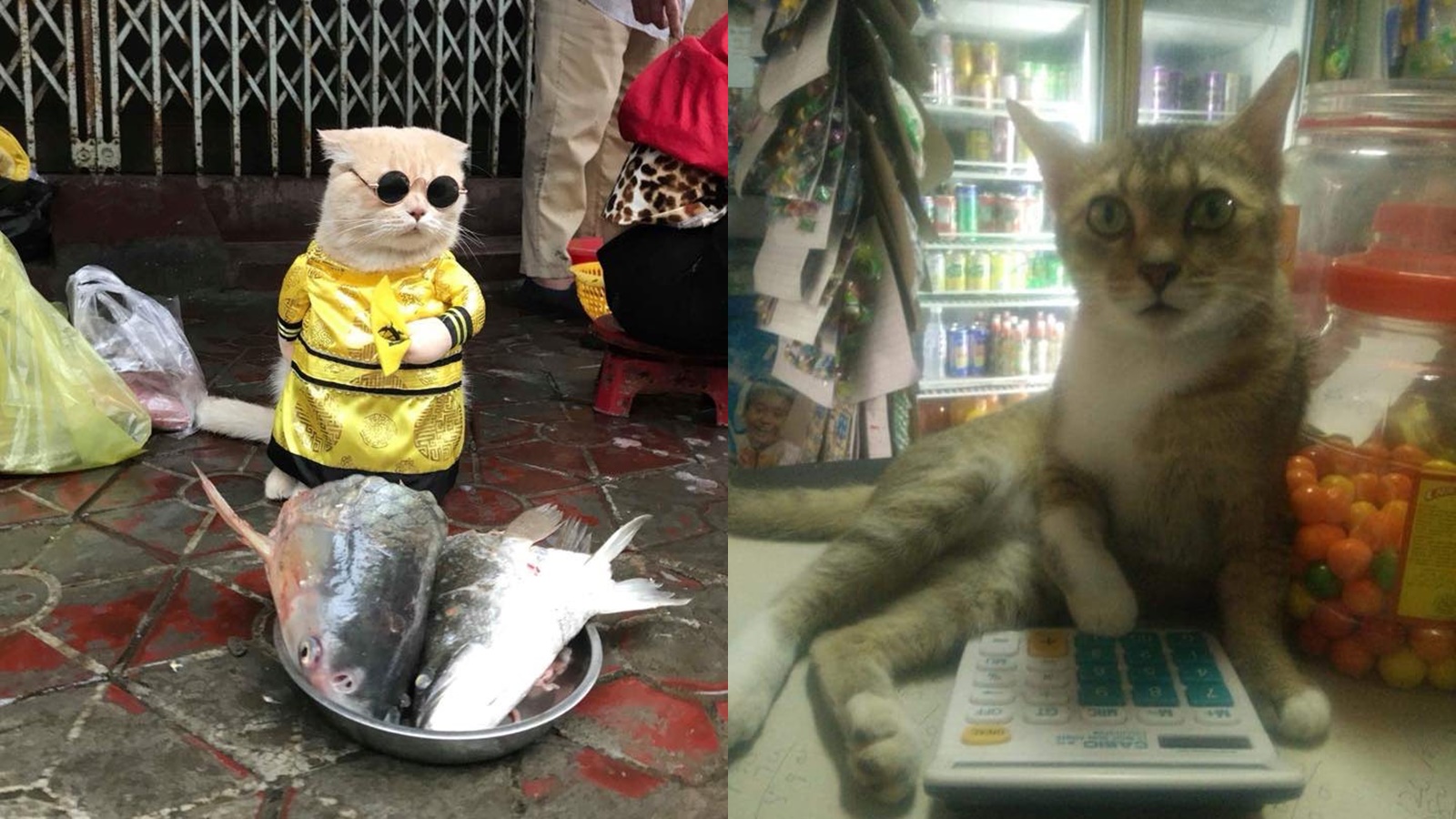 10 Jerih Payah Kucing Cari Uang demi Penuhi Kebutuhan Hidup. Untuk Masa ...