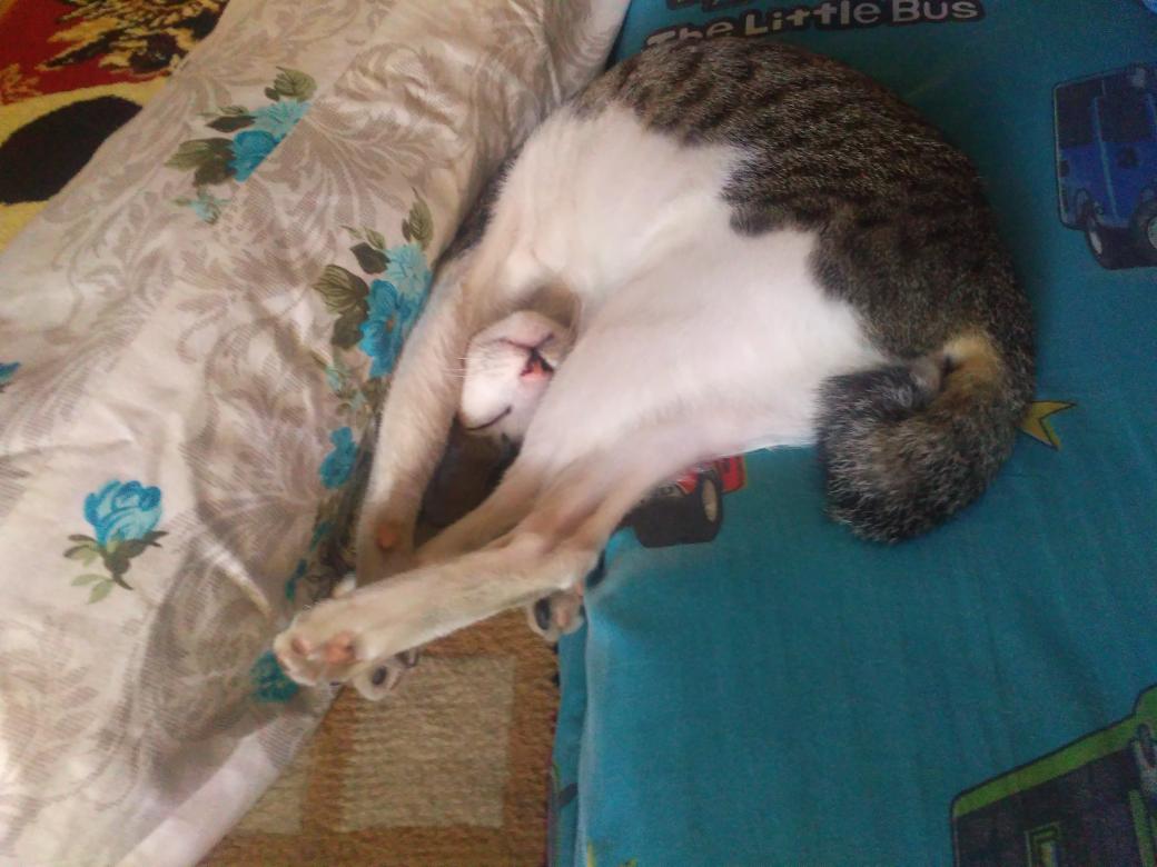 10 Pose Akrobatik Kucing Saat Tidur yang Bikin Gemas. Apa Nggak Encok ...