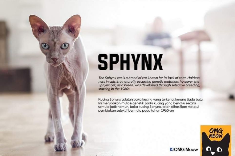 Dari Lokal Sampai Bule, Inilah 10 Jenis Kucing yang Perlu Kamu Ketahui ...