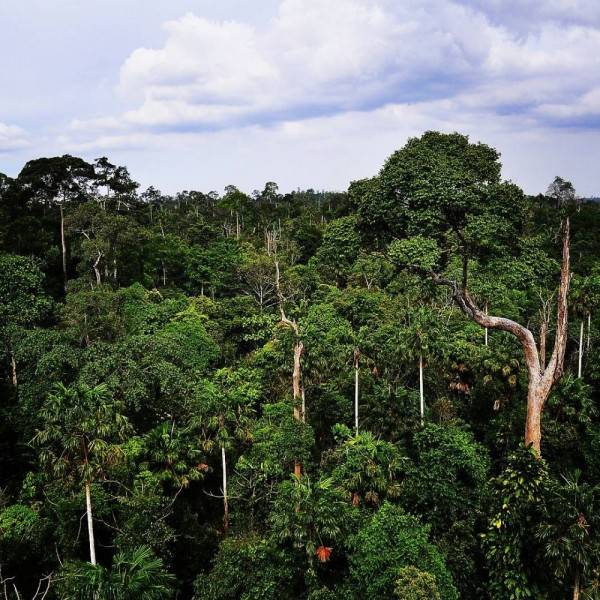 9 Hutan di Indonesia yang Terkenal Angker dengan Beragam Kisah Misteri ...