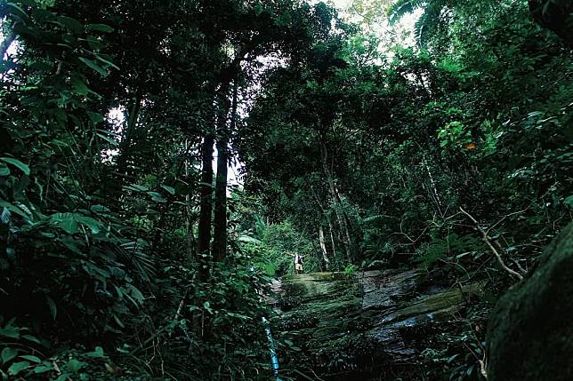 9 Hutan di Indonesia yang Terkenal Angker dengan Beragam Kisah Misteri ...