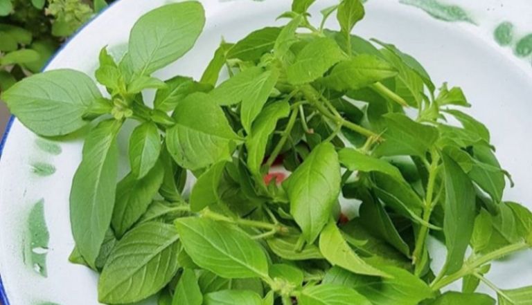 11 Jenis Daun-daunan Pelengkap Masakan, Menambah Aroma Kuat dan Cita ...