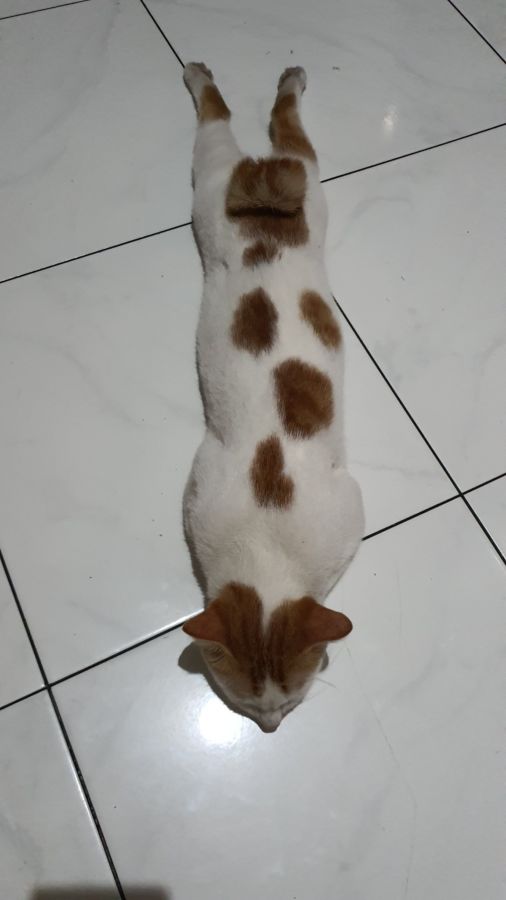 10 Foto Nyebelin Kucing Lagi Rebahan. Nggak Bisa Dibantah Kalau Mereka ...