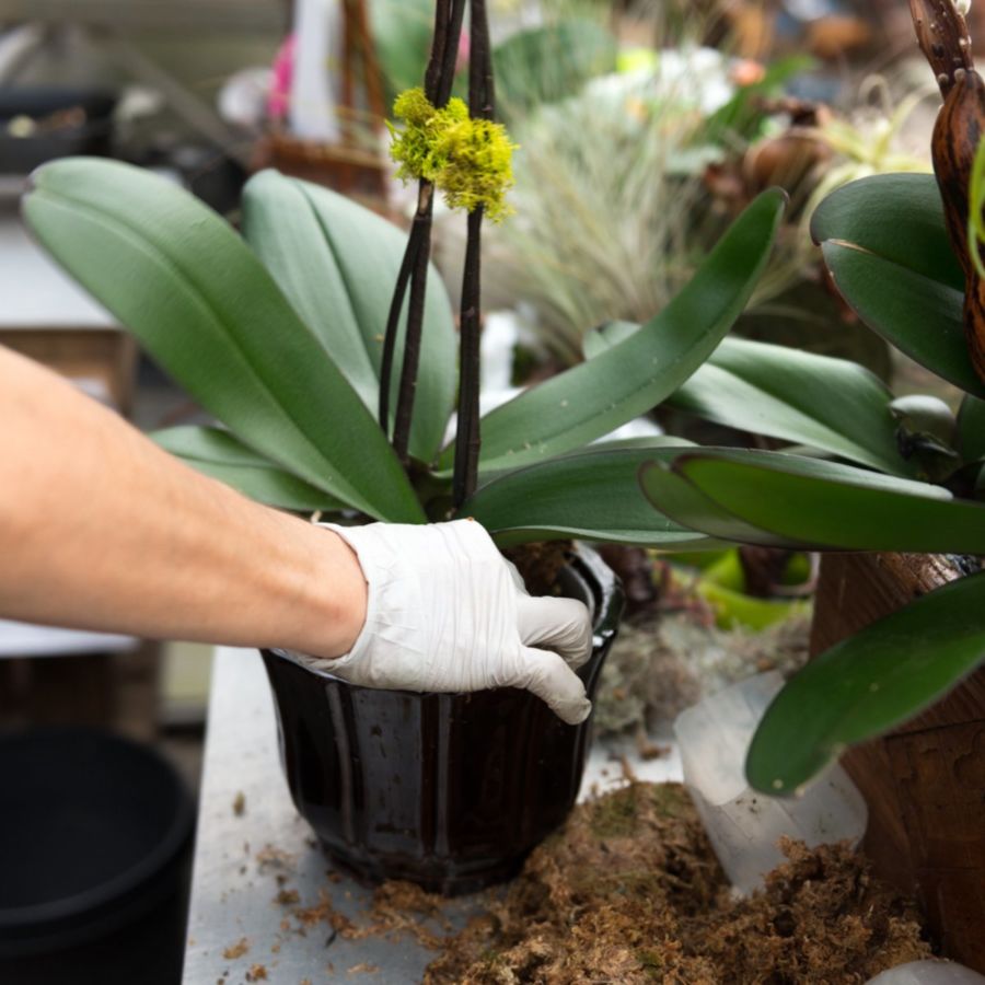 Cara Merawat Anggrek Sesuai Jenisnya. Termasuk Menyelamatkan Anggrek ...