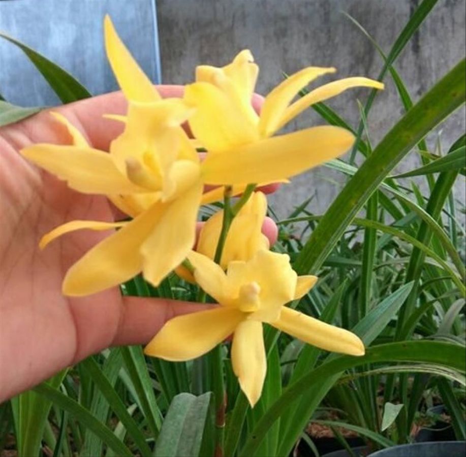 Cara Merawat Anggrek Sesuai Jenisnya. Termasuk Menyelamatkan Anggrek ...