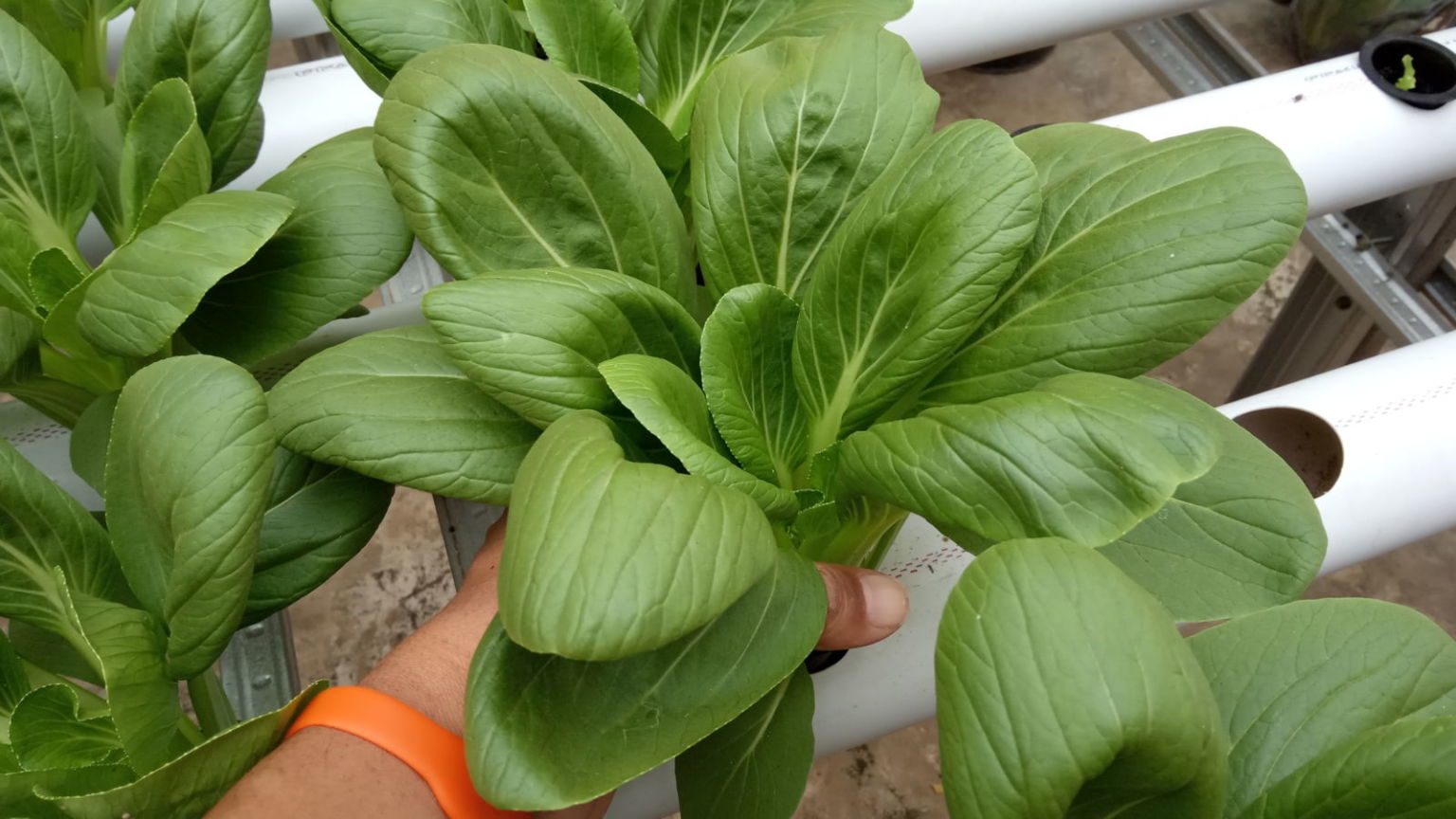 5 Tanaman Hidroponik yang Cepat Panen Plus Cara Merawatnya. Gampang dan Cocok untuk Pemula