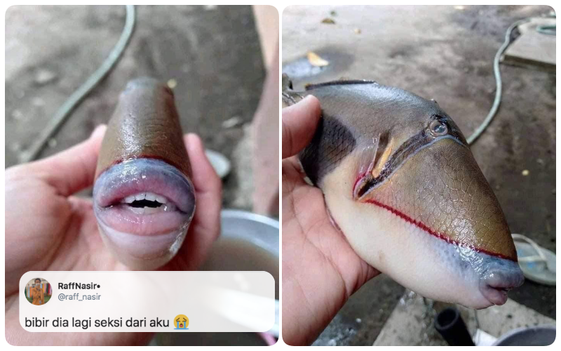 Bikin Heboh Media Sosial, Ini lo Identitas Asli Ikan yang Punya Bibir ...