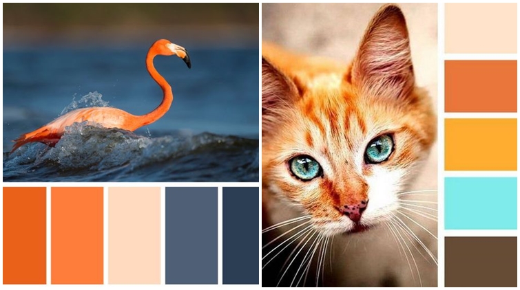 Terinspirasi dari Hewan, Ini Kombinasi Warna yang Tepat Buat ...