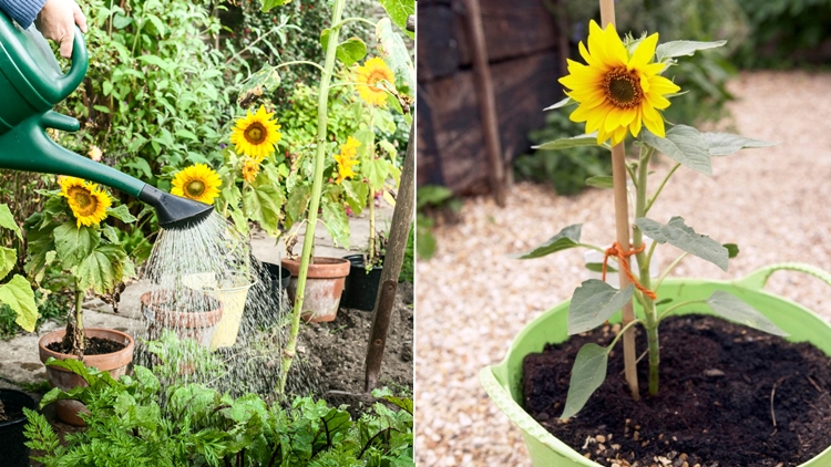 Cara Menanam Bunga Matahari dengan Bibit Kuaci. Pakai Media Tanam Kapas ...