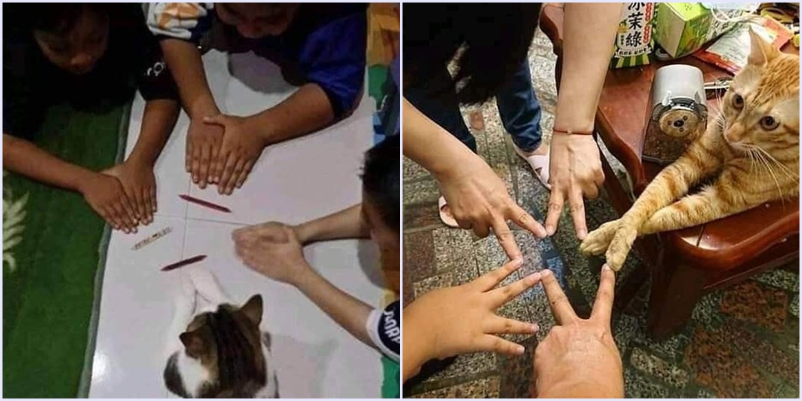 Kelakuan Kocak Kucing Ikut Nimbrung Majikannya Saat Nongkrong. Makanya ...