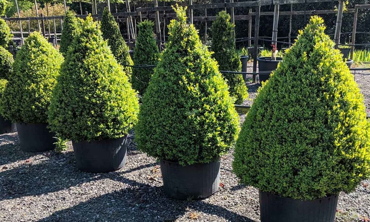 6 Jenis Tanaman Pagar yang Tak Hanya Cantik, Tapi Juga Sejuk dan Bikin ...