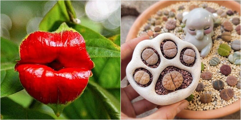 Selain Monstera, 6 Tanaman Ini Juga Memiliki Bentuk Unik dan Nggak Biasa