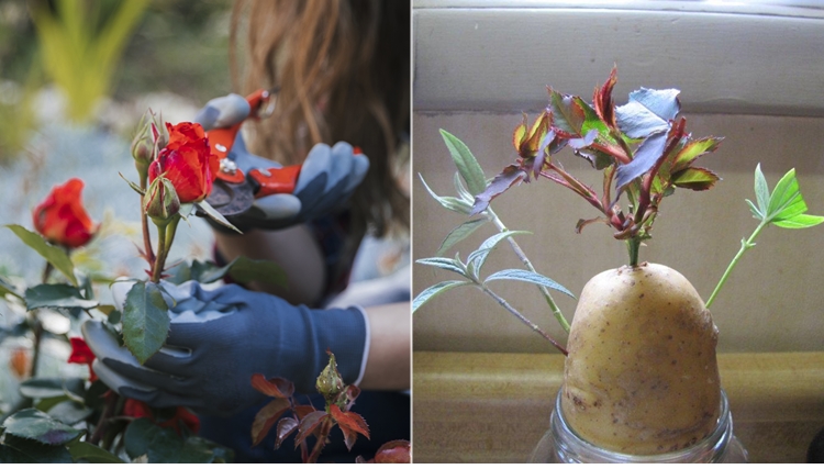 Cara Menanam Bunga Mawar dari Batang yang Mudah