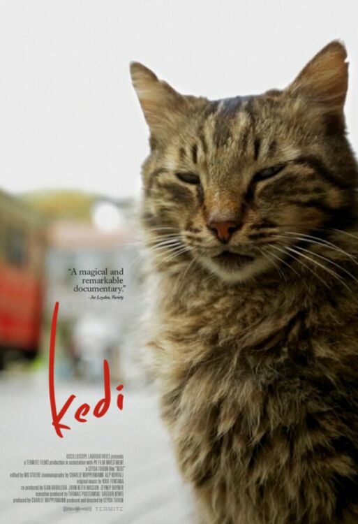 7 Rekomendasi Film Tentang Kucing. Jangan Ngaku Pecinta Kocheng Kalau ...