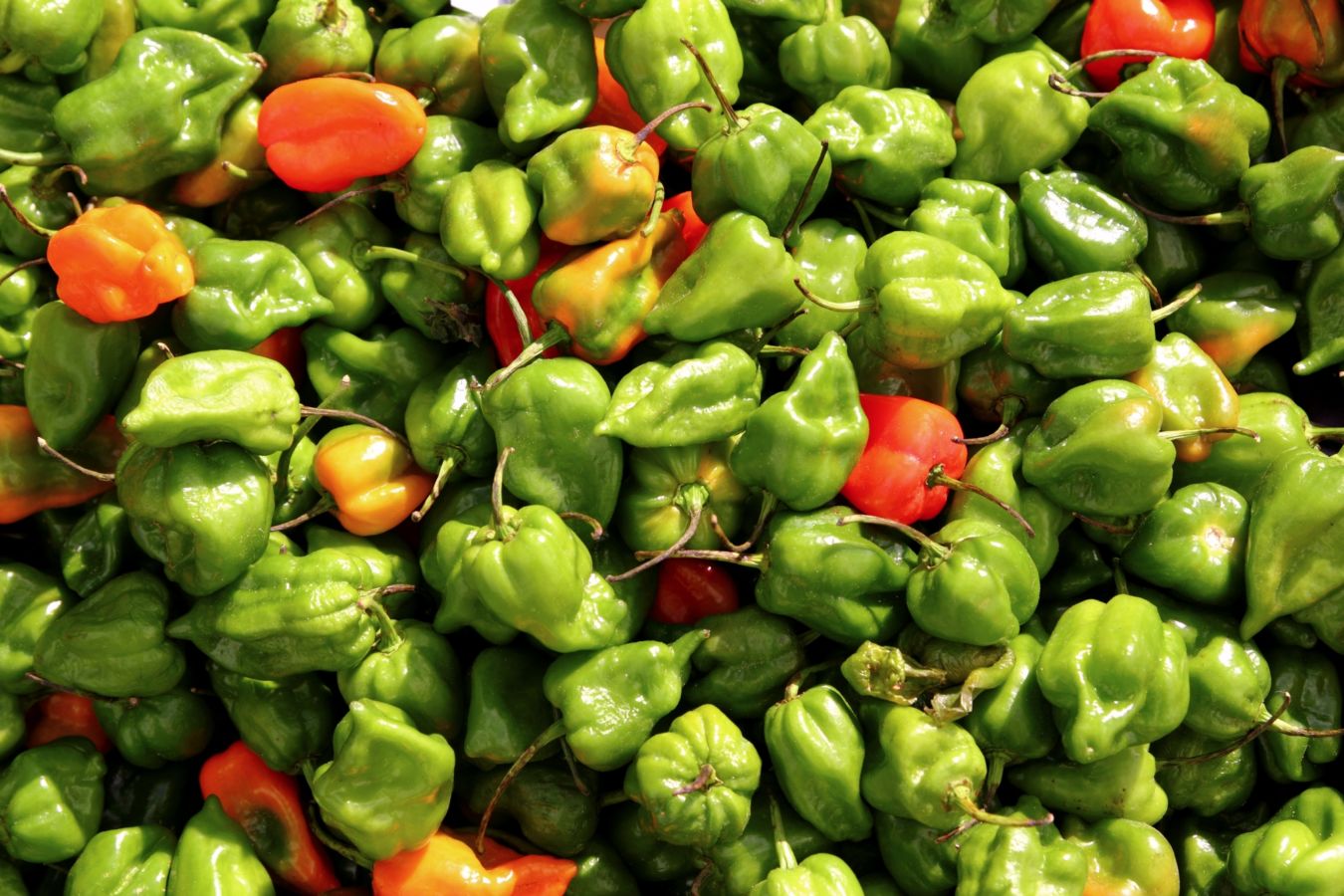 Tak Hanya Cabe Rawit, ini 6 Jenis Cabe Unik yang Muncul di Tantangan ...