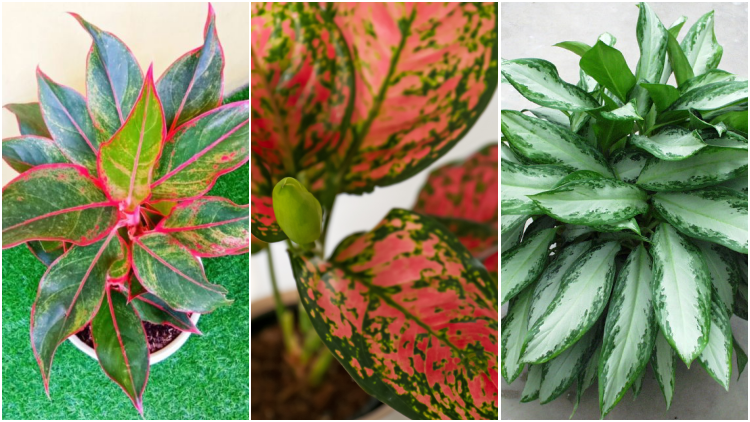 7 Jenis Bunga Aglonema yang Kerap Jadi Rebutan. Cantik Warnanya, Pantas ...