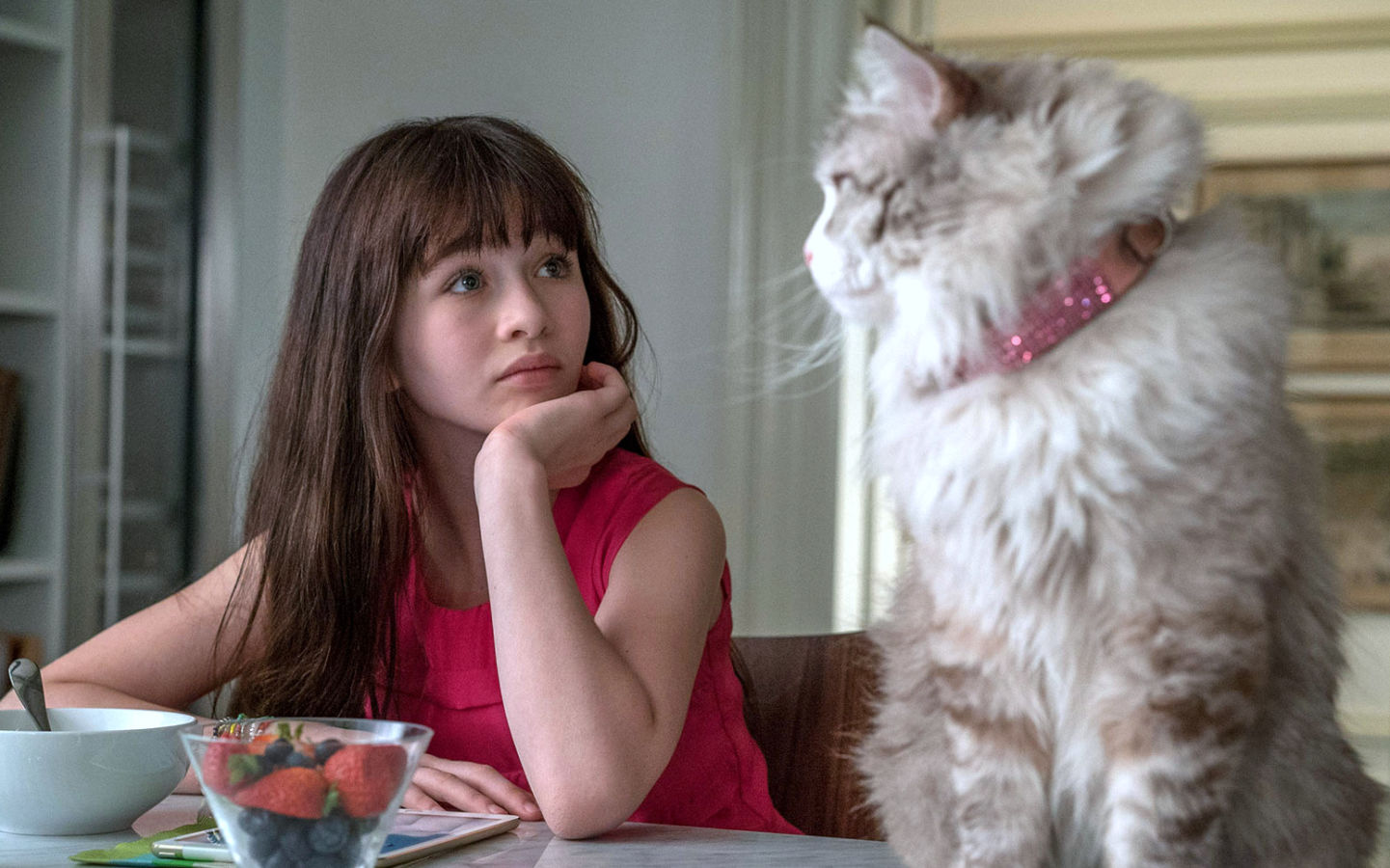 7 Rekomendasi Film Tentang Kucing. Jangan Ngaku Pecinta Kocheng Kalau ...