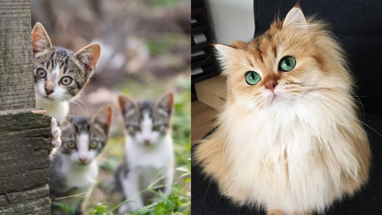 Balada Susahnya Open Adopsi Kucing Kampung. Giliran Kucing Ras Aja pada ...