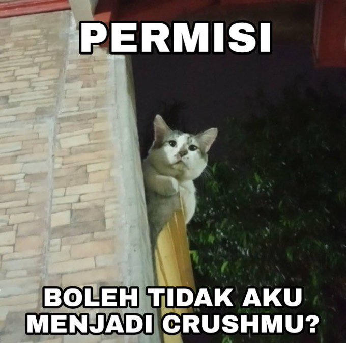 10+ Meme Kucing Paling Absurd yang Layak Disave