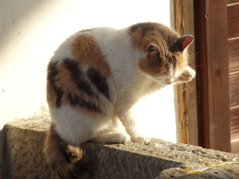 14 Bahasa Tubuh Kucing ini Ada Maksudnya. Sudahkah Kamu Memahaminya?