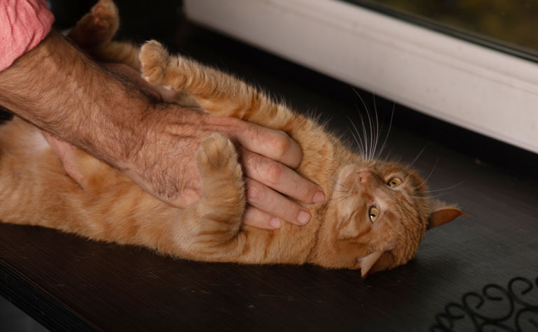 14 Bahasa Tubuh Kucing ini Ada Maksudnya. Sudahkah Kamu Memahaminya?