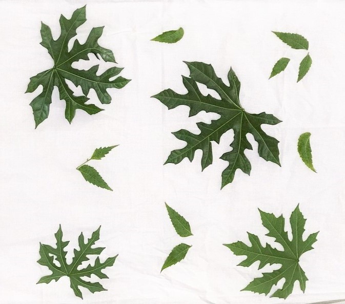 7 Langkah Manfaatkan Daun menjadi Kain yang Indah dengan Teknik Ecoprint