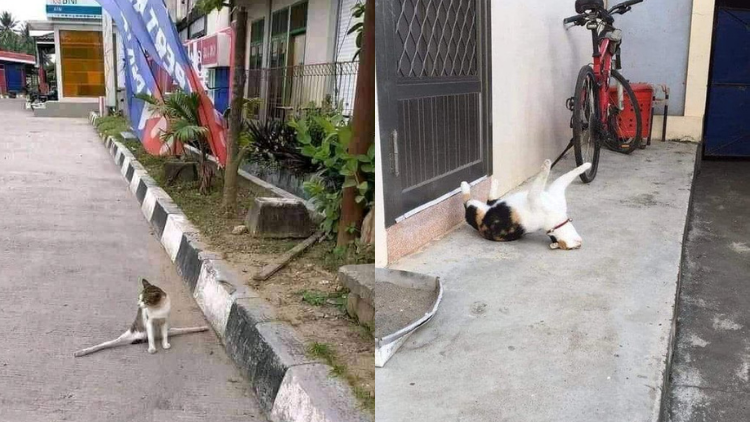 Mulai Dari Kayang Sampai Roll Depan, Beginilah Kelakuan Kucing Kalau ...