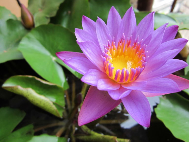 10 Tanaman Air Penghias Kolam Ikan, Juga Menjernihkannya dari Kotoran