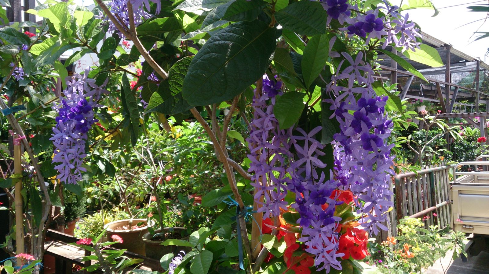 10 Tanaman Rambat yang Berbunga Terus ini Bikin Rumahmu Adem Tiap Hari