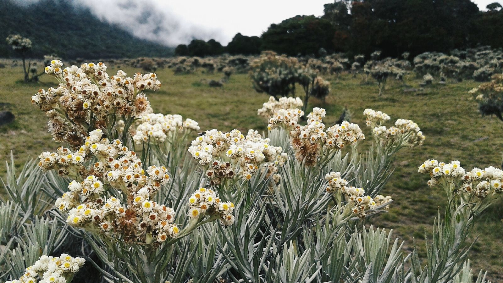 Petik Edelweis di Taman Nasional Gunung Rinjani, Sepasang Wisatawan di ...