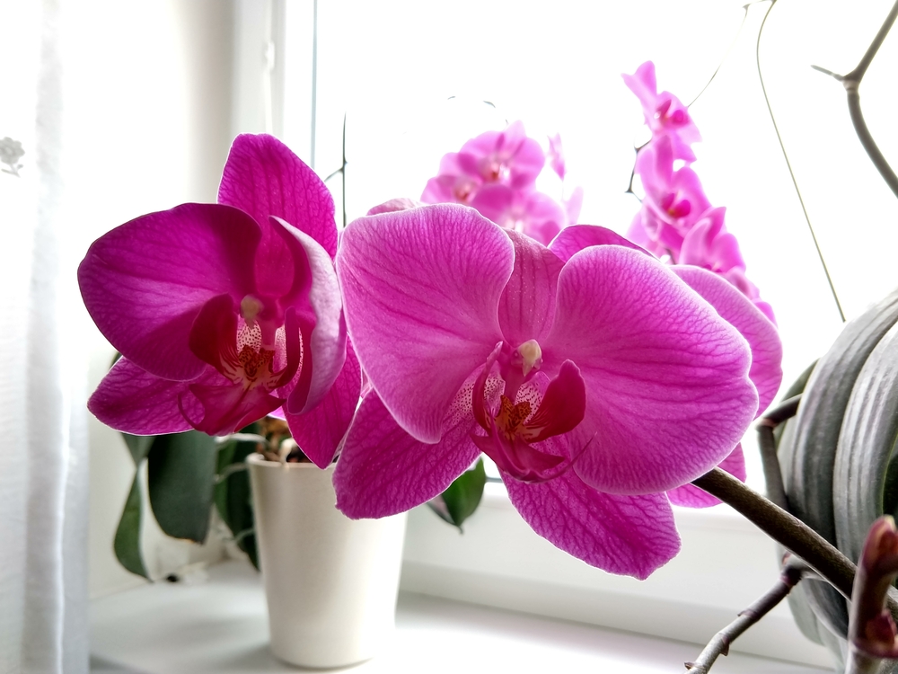 8 Tanaman Penghasil Oksigen yang Bikin Rumahmu Sejuk dan Nggak Pengap