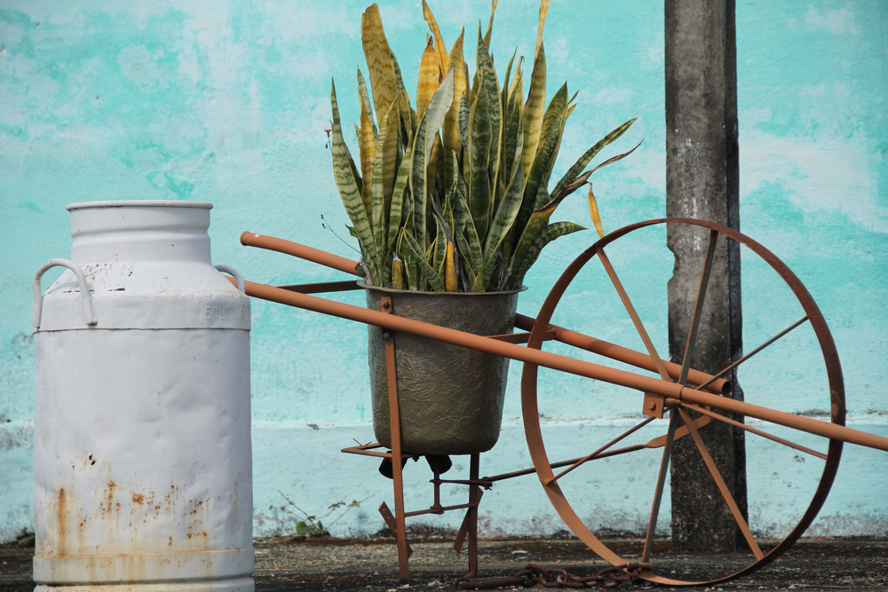 8 Tanaman Penghasil Oksigen yang Bikin Rumahmu Sejuk dan Nggak Pengap