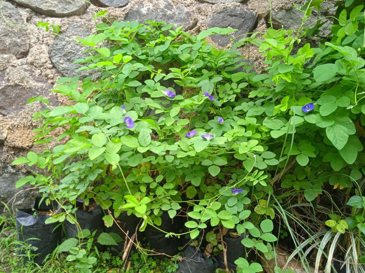 Cara Menanam Bunga Telang di Halaman Rumah. Bisa Merambat dengan Indah