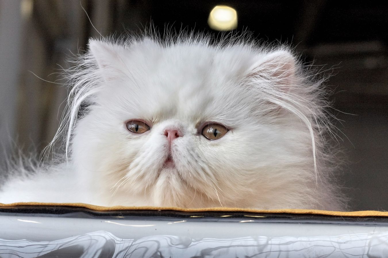 7 Cara Merawat Kucing Persia agar Sehat, Bebas Kutu, dan Lebat Bulunya